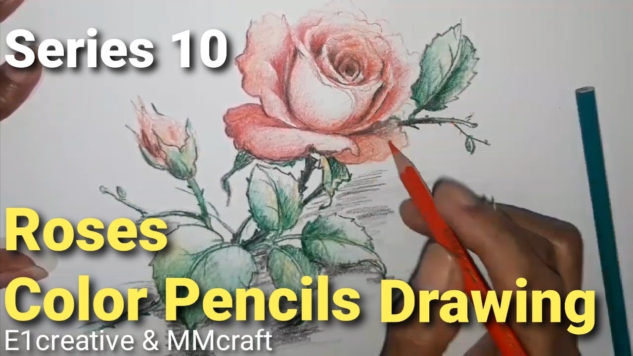 SERIES 10 Color Pencils : Roses Flower Color Pencils Drawing Menggambar ...