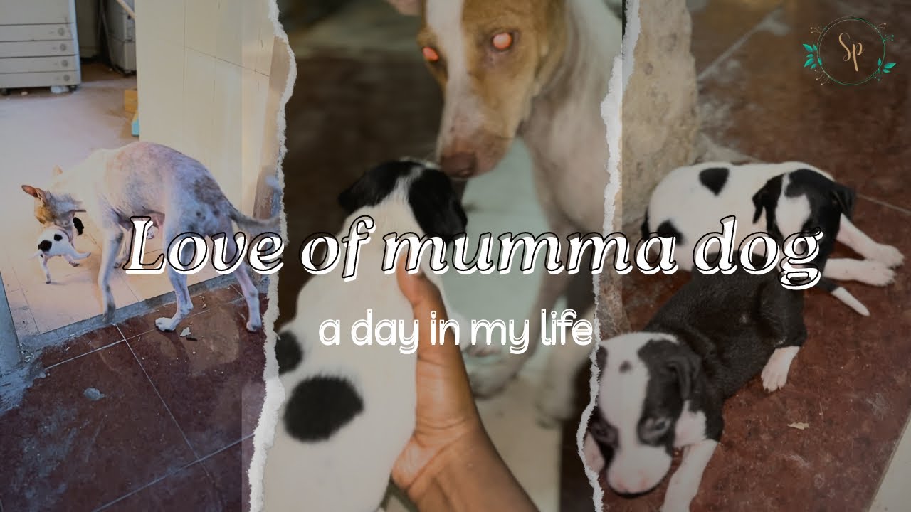 Mumma’s dog proudly showed me her adorable puppies♥️🥺 - YouTube