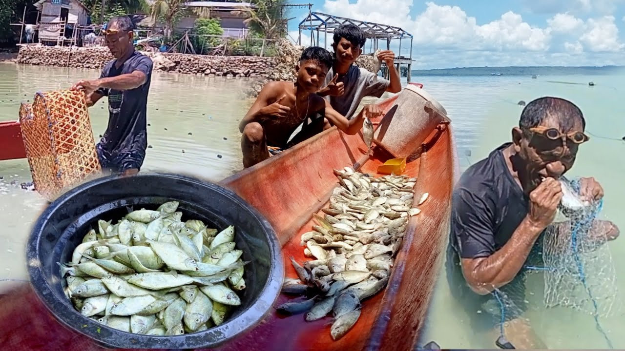 RIBUAN IKAN SAMANDAR TERJEBAK SAAT AIR LAUT SURUT #DAY66 - YouTube