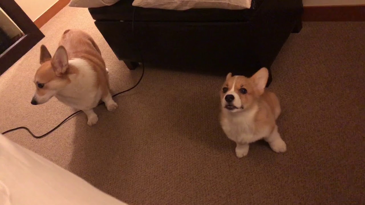 Angry Corgi Puppy - YouTube