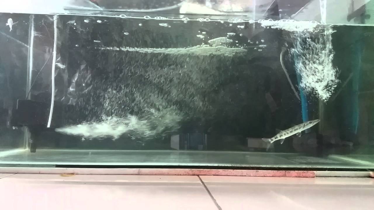 Great Barracuda FW, Z Arifin - YouTube