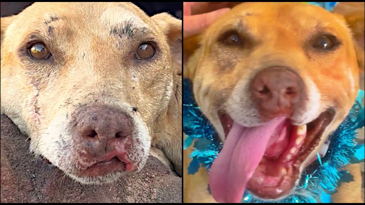 Dog Trapped Under Boulder For 3 Days Gets Adopted! - YouTube