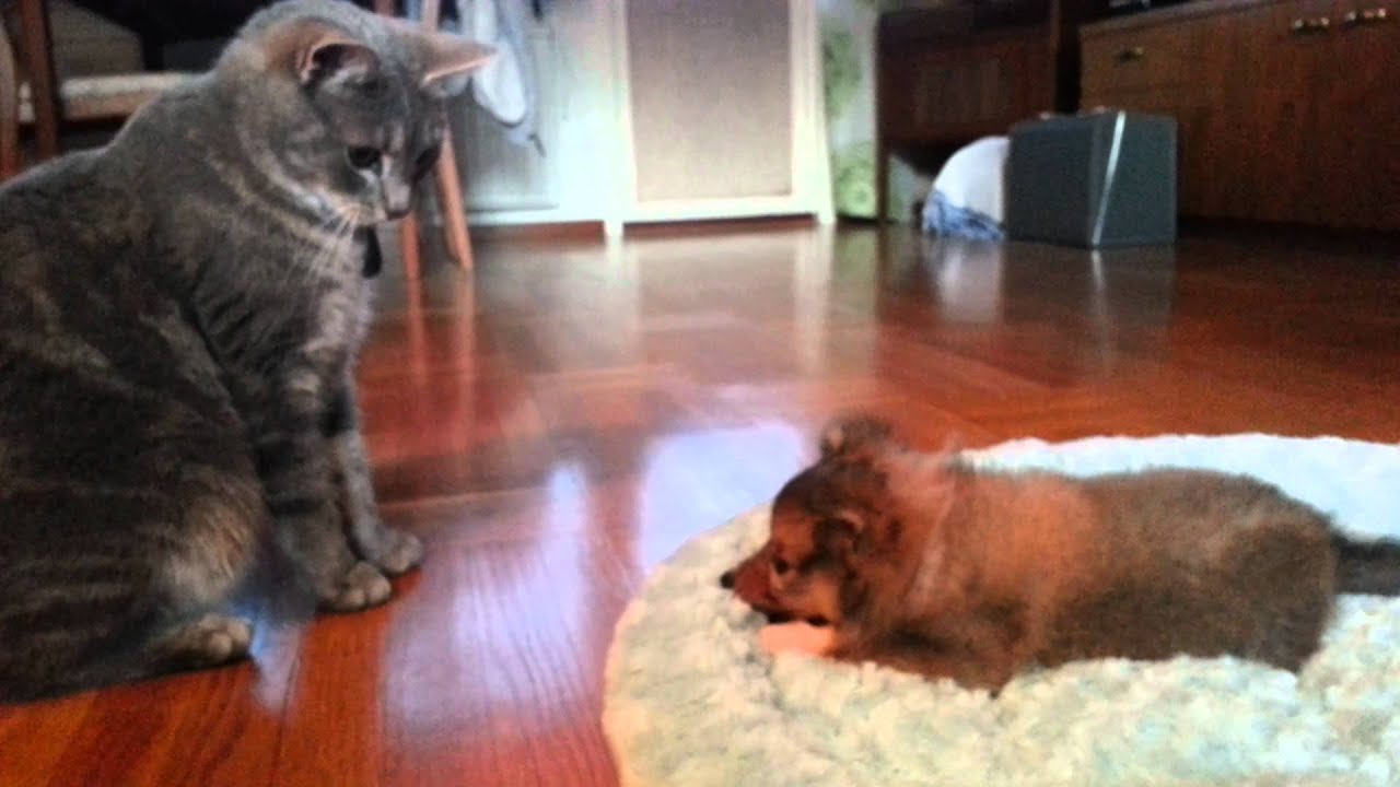 Shetland sheepdog puppy vs cat - YouTube