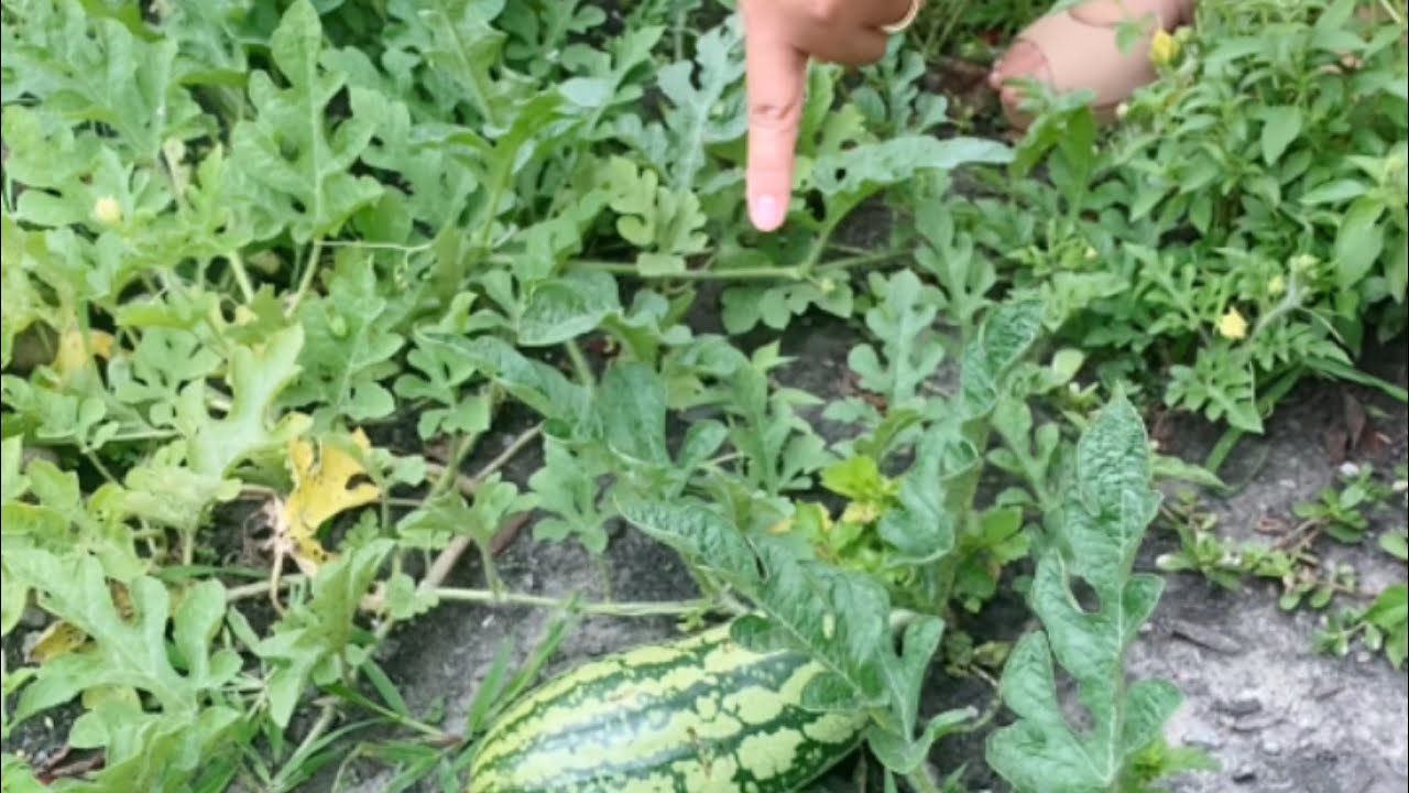 Tukum kan Inn dum cu ei bar chuak pah ve ko😁 #mygarden - YouTube