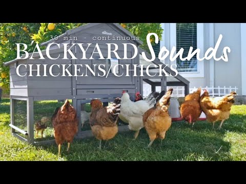 Relaxing backyard chicken sounds, baby chicks chirping, birds chirping ...