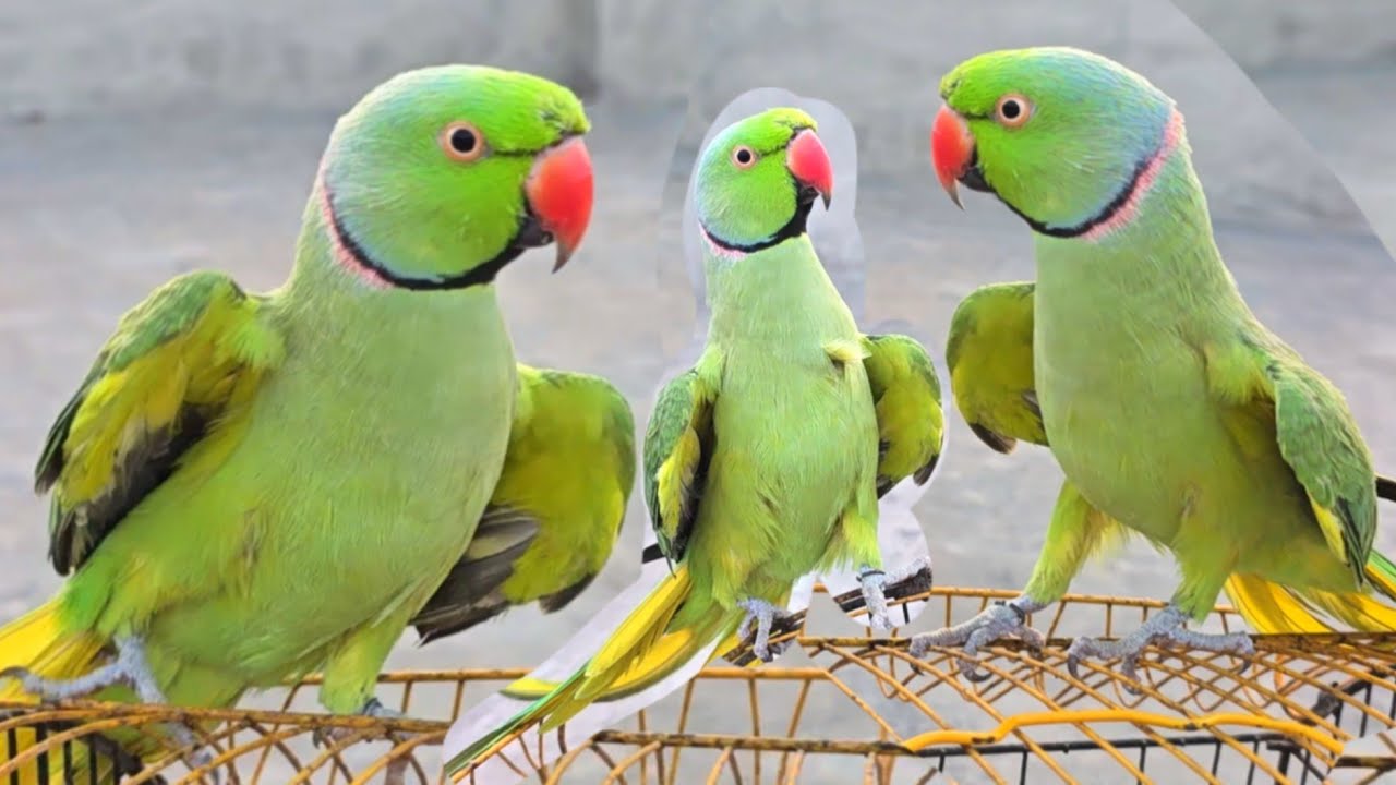 Parrot Jora Jora in Show Cute Tota 😍 - YouTube
