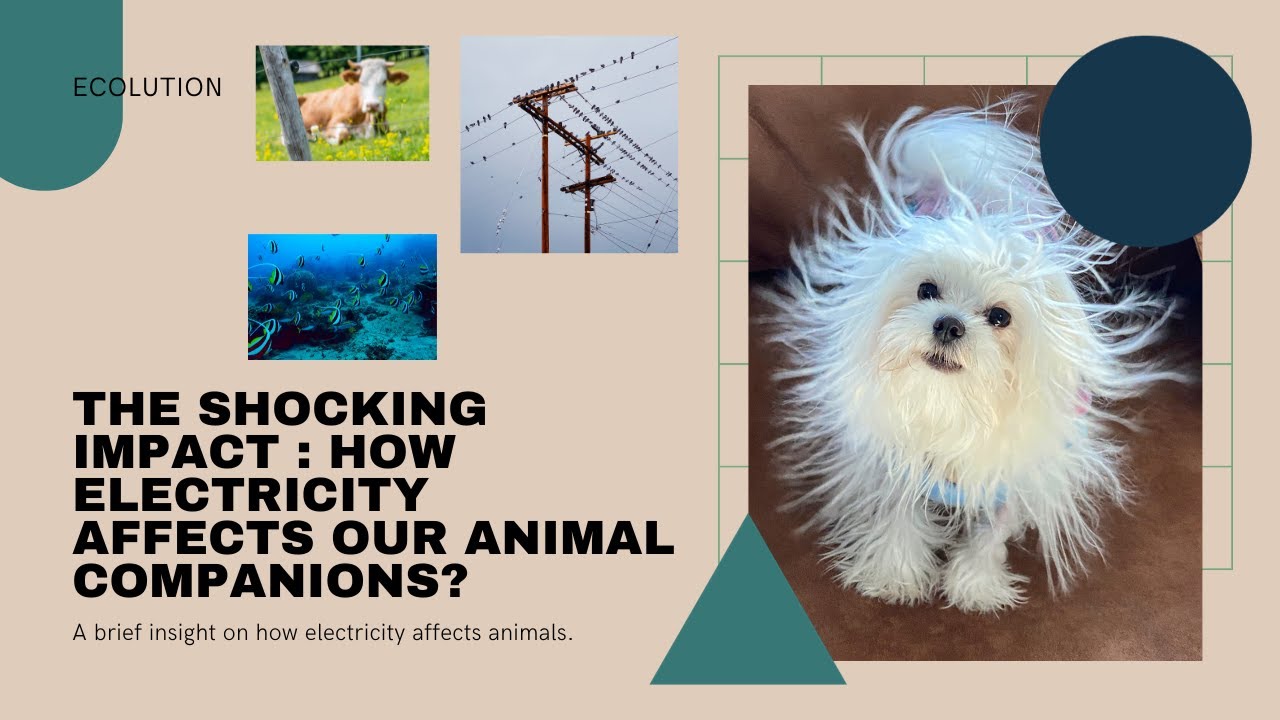The Shocking Impact : How Electricity Affects Our Animal Companions ...