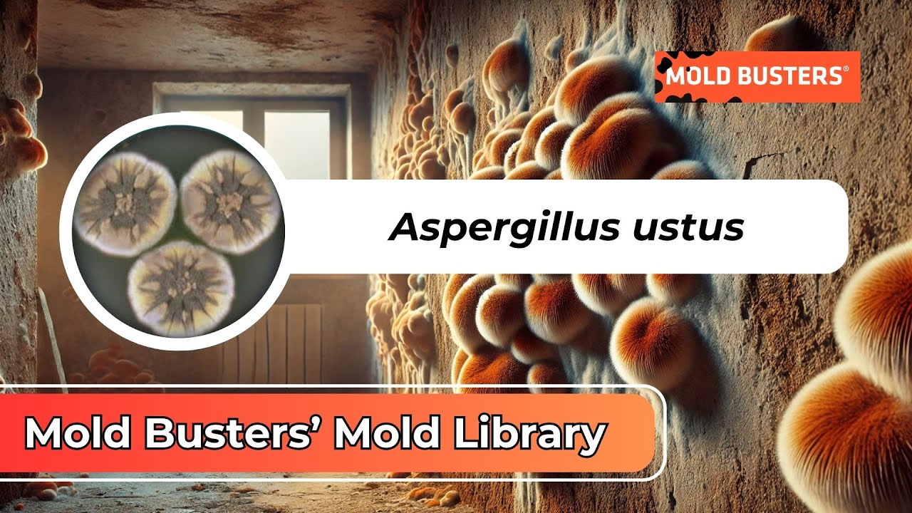 Meet Aspergillus ustus: The Resilient Mold You Should Know! - YouTube