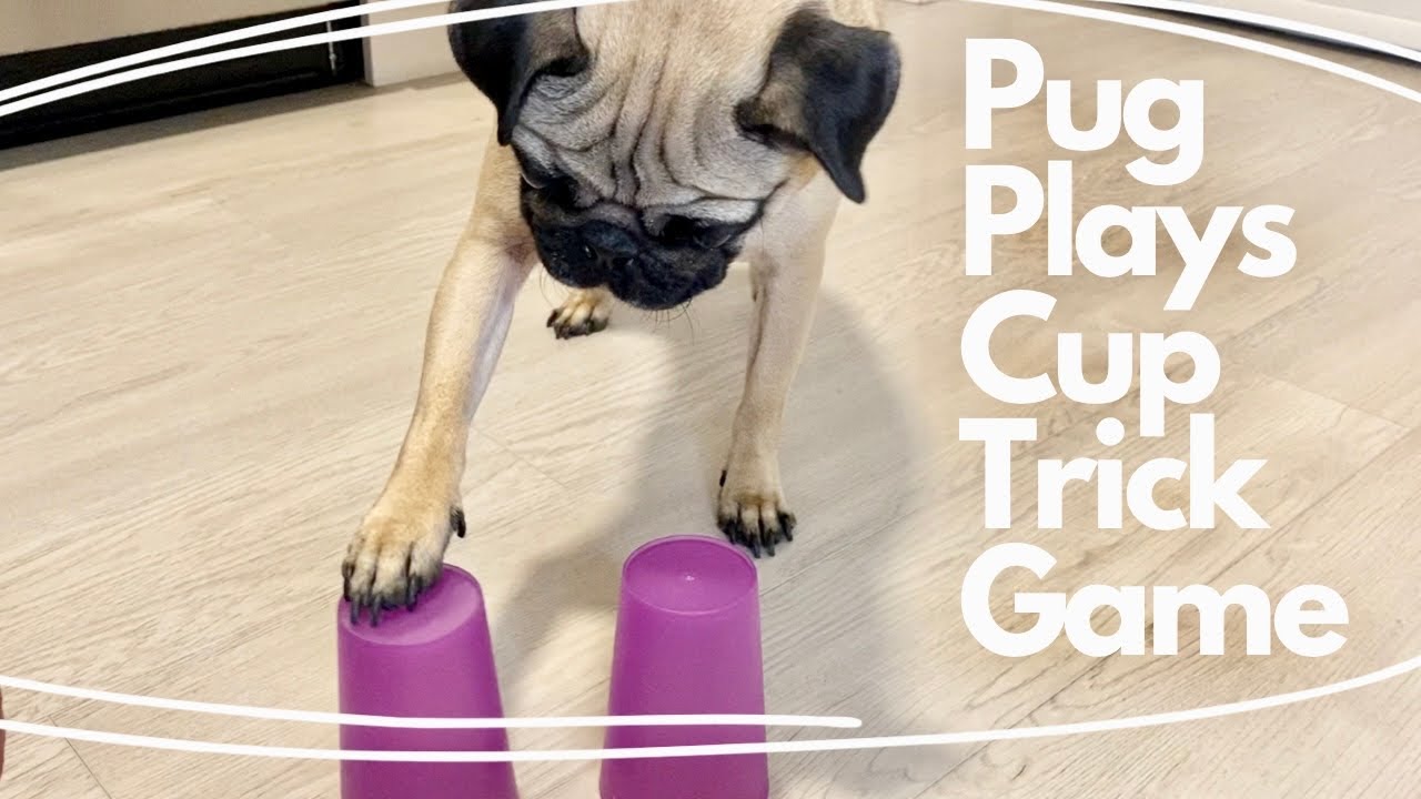 Pug Learns How to Play the Cup Trick Game - YouTube
