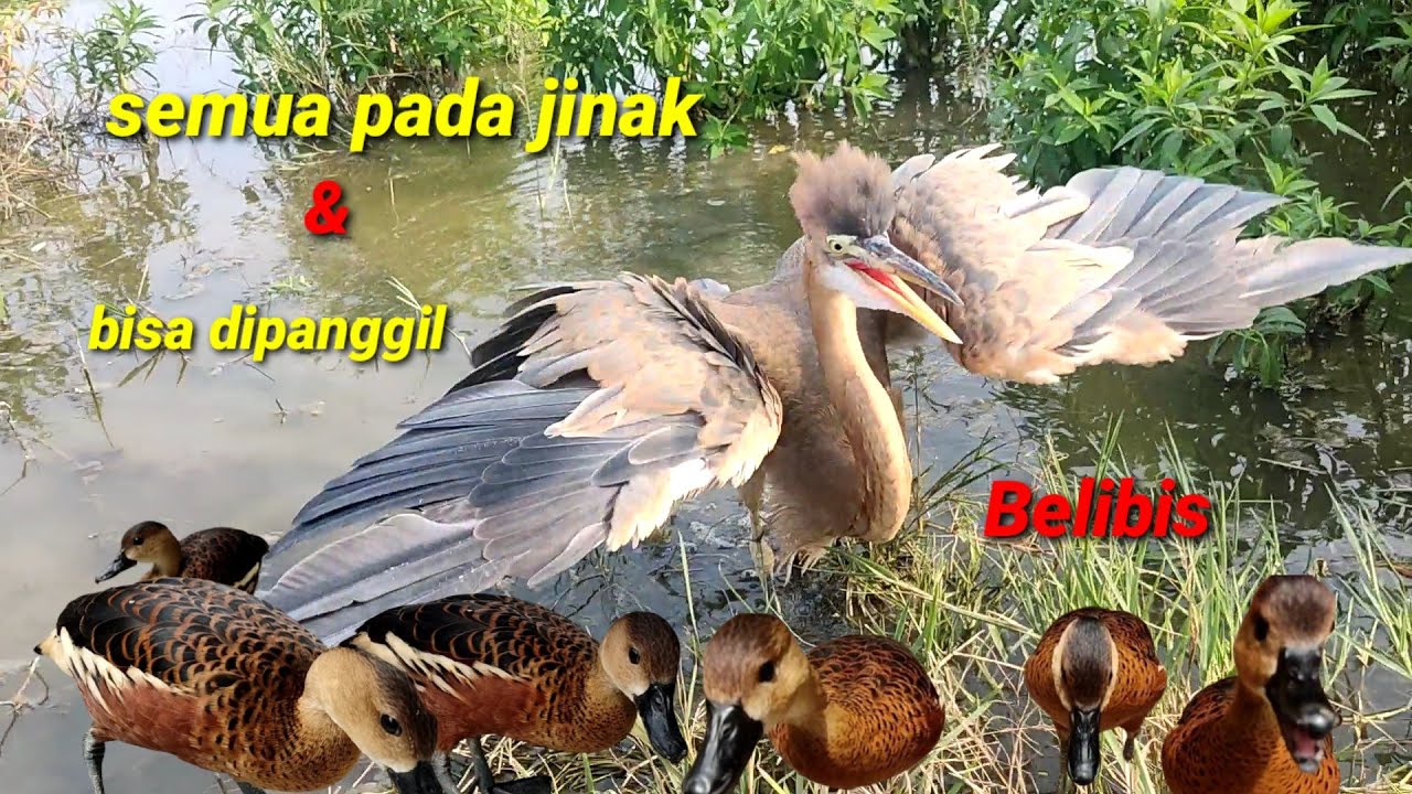 Burung belibis dan cangak ulo bisa di umbar di sawah ...