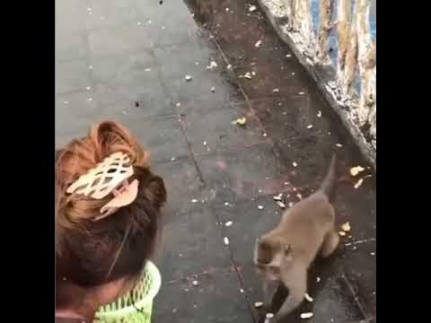 monkey Slips while carrying food meme. bababoe - YouTube