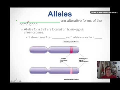 Intro to Genetics - YouTube
