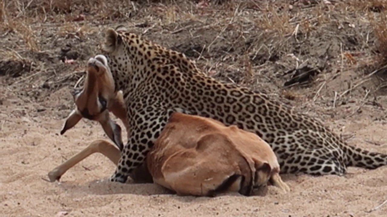 Leopardo cazando una Gacela en el Kruger de Sudáfrica - YouTube
