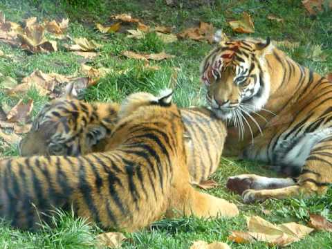 Auckland Zoo Tigers grooming each other - YouTube