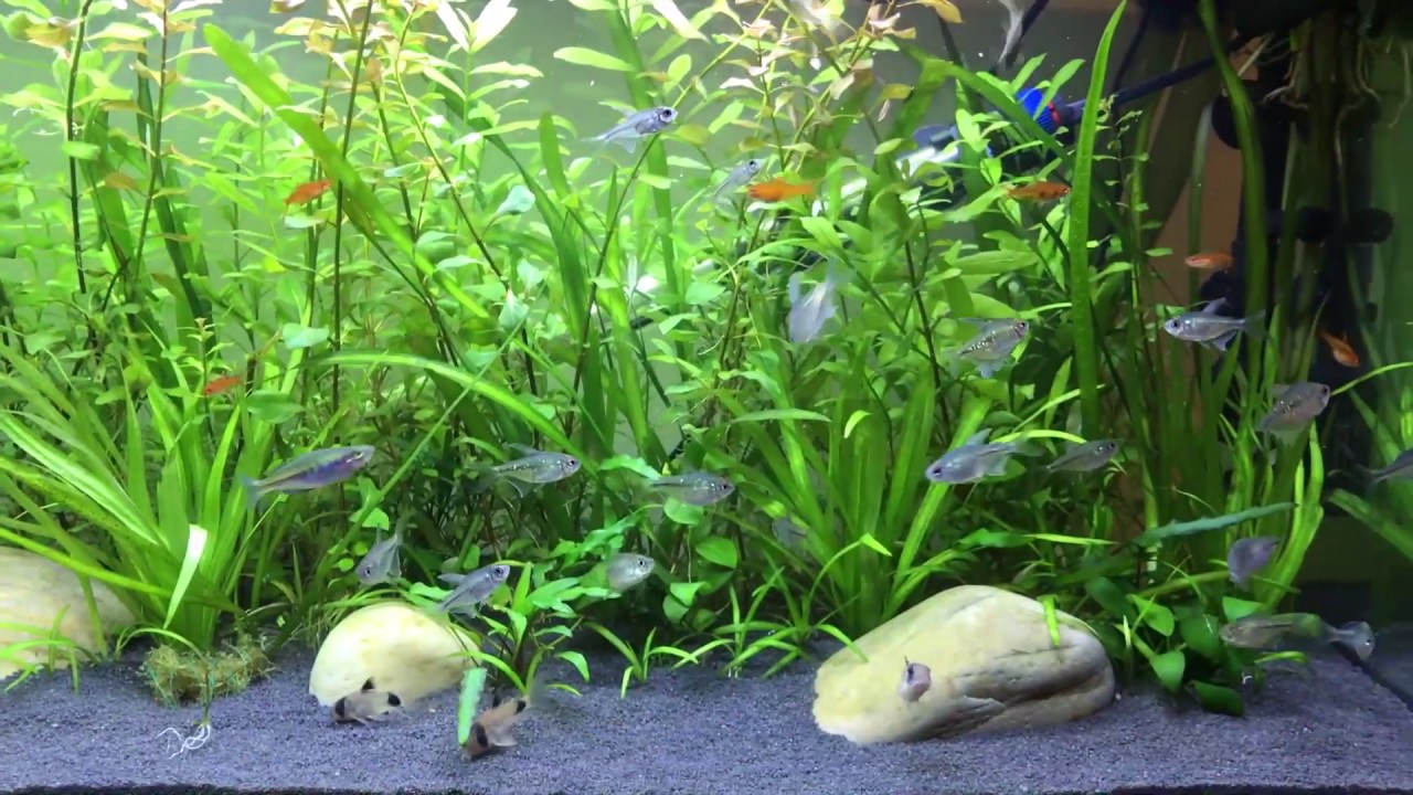 Aggressive eaters, Blue Rainbows and Diamond Tetras - YouTube
