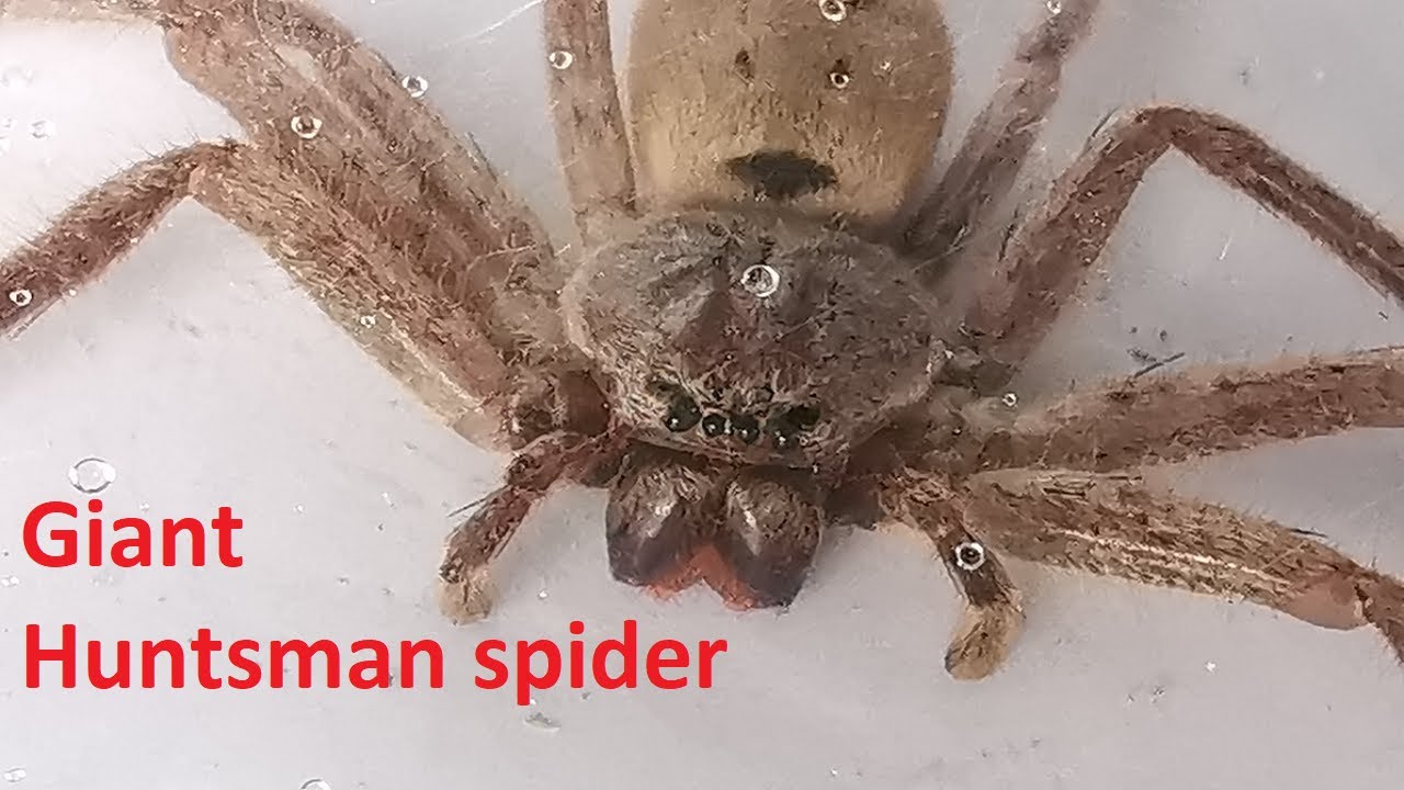 Giant scary Huntsman spider, Sydney, Australia - YouTube