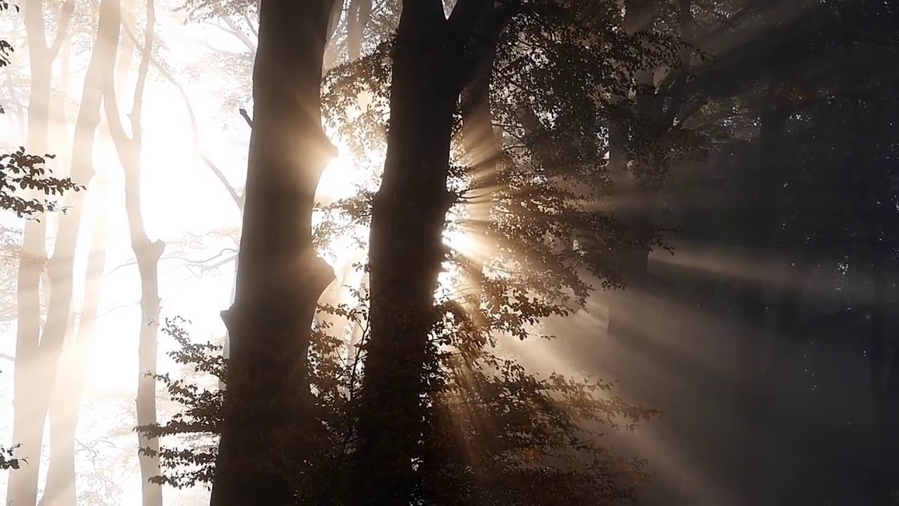 Cinematic video jungle.creative commons- CC - YouTube