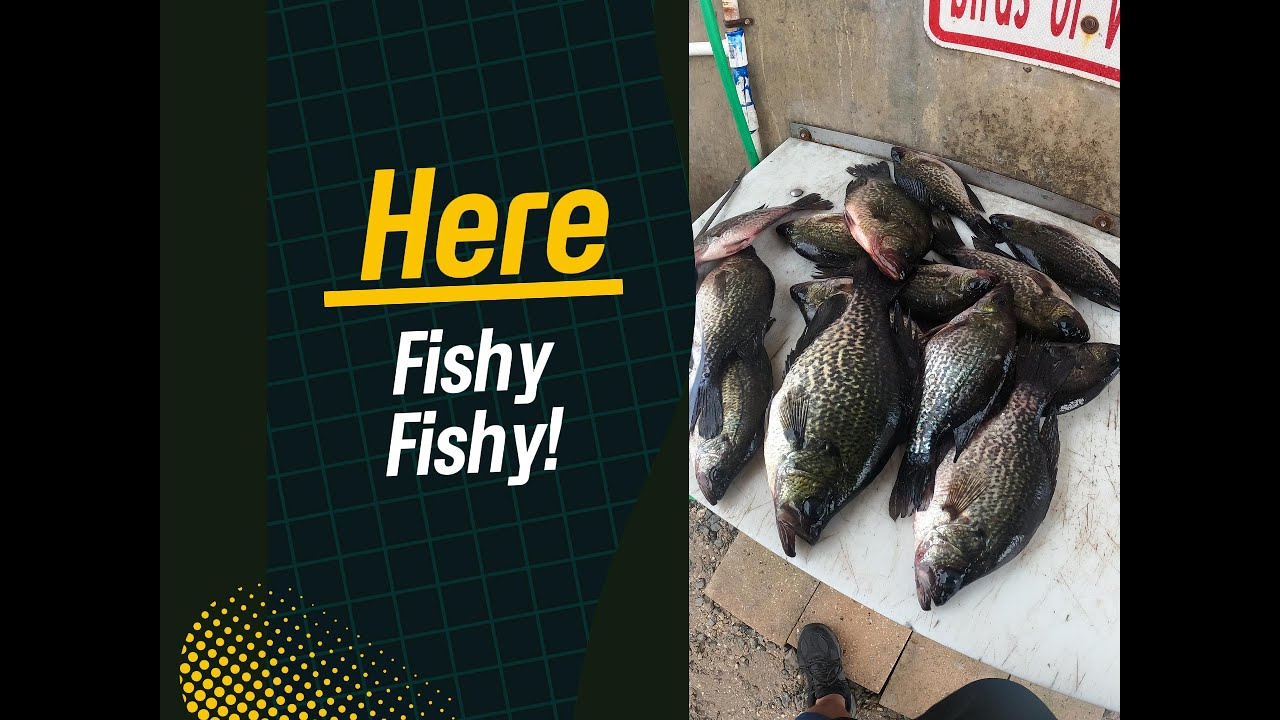 Ever Say! {Here FISHY FISHY} The Little Ones Got To Eat Too . - YouTube