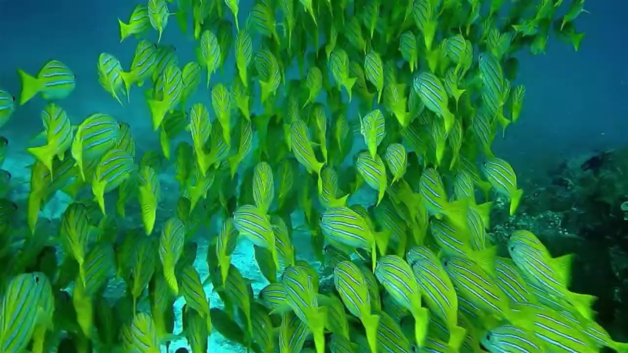 barracuda fish || barracuda attack shark || barracuda attacks fish - YouTube