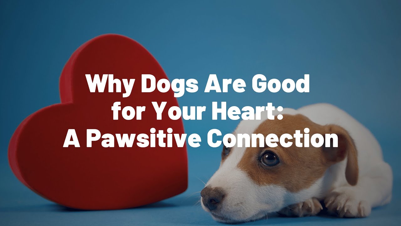 Why Dogs Are Good for Your Heart: A Pawsitive Connection - YouTube