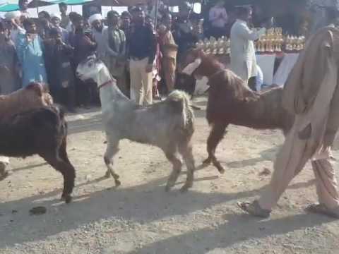 Dancing gait breed of goats, Nachi in Pakistan at Fazil pur Mela - YouTube