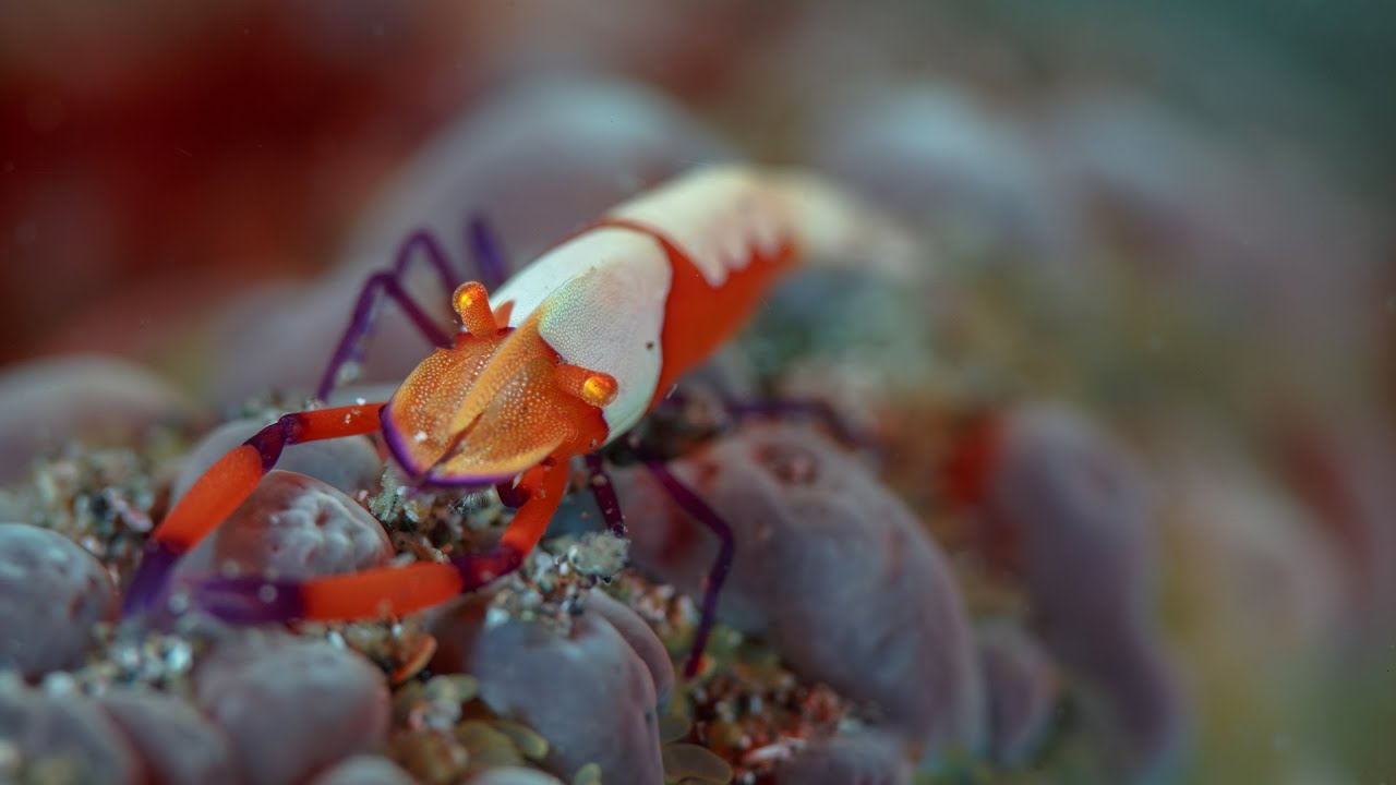 Emperor shrimp - The Hitchhiker - YouTube