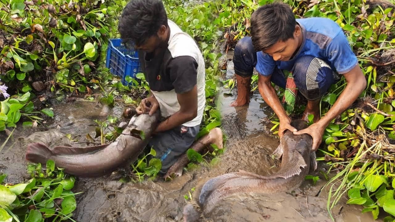 Amazing Hand Fishing video. Traditional River Fish Catching In Mud ...