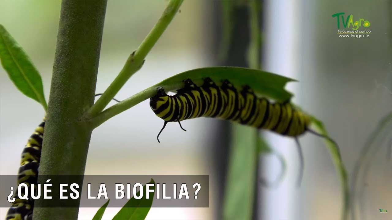 Qué es la biofilia - TvAgro por Juan Gonzalo Angel Restrepo - YouTube