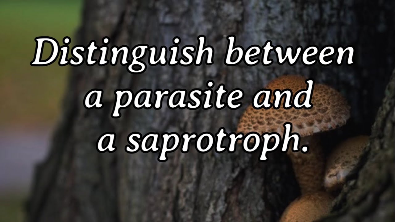 Distinguish between a parasite and a saprotroph. - YouTube