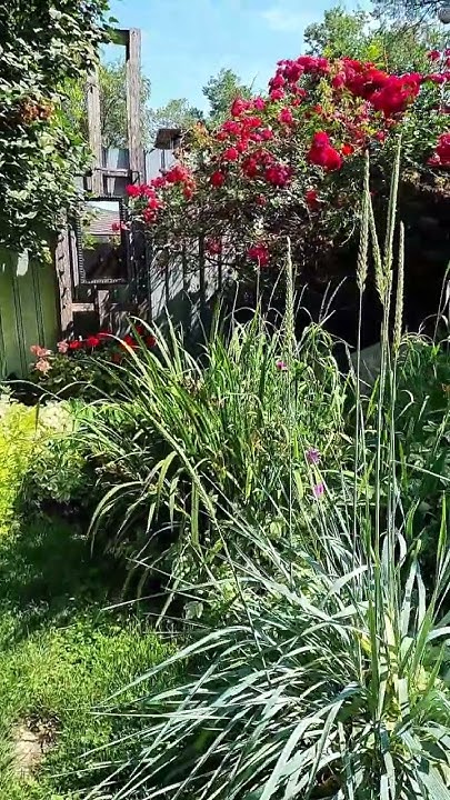 мой прекрасный сад - YouTube