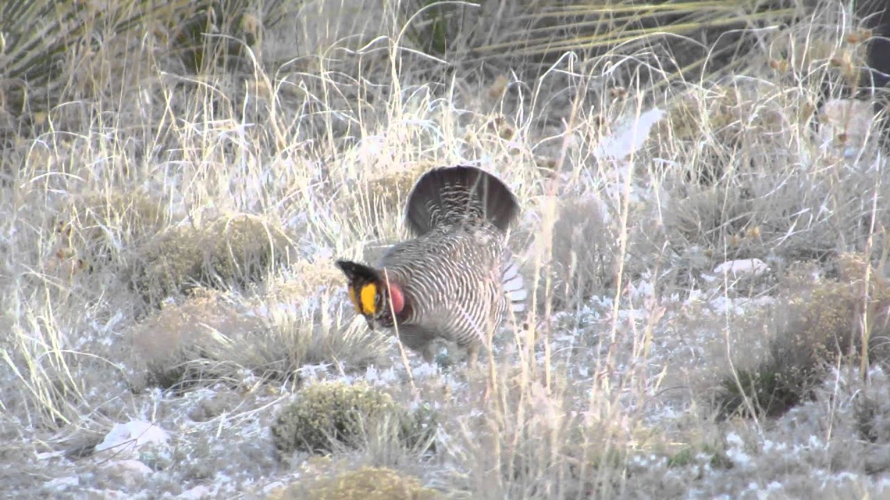 Lesser Prairie-chicken Lek - YouTube