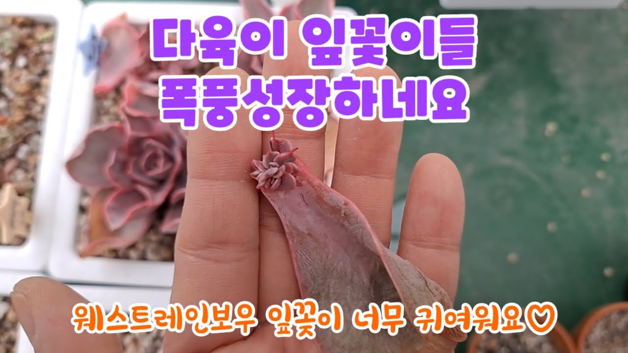 다육이들 잎꽂이들 폭풍성장하네요~ 꼬물꼬물 귀여워요 웨스트레인보우 홍상생술 잎꽂이 잘되네요 다육이 다육식물 다육이잎