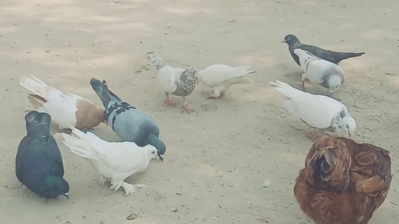 Pigeons Flying Competition. Best High Flying Pigeons 2019. - YouTube