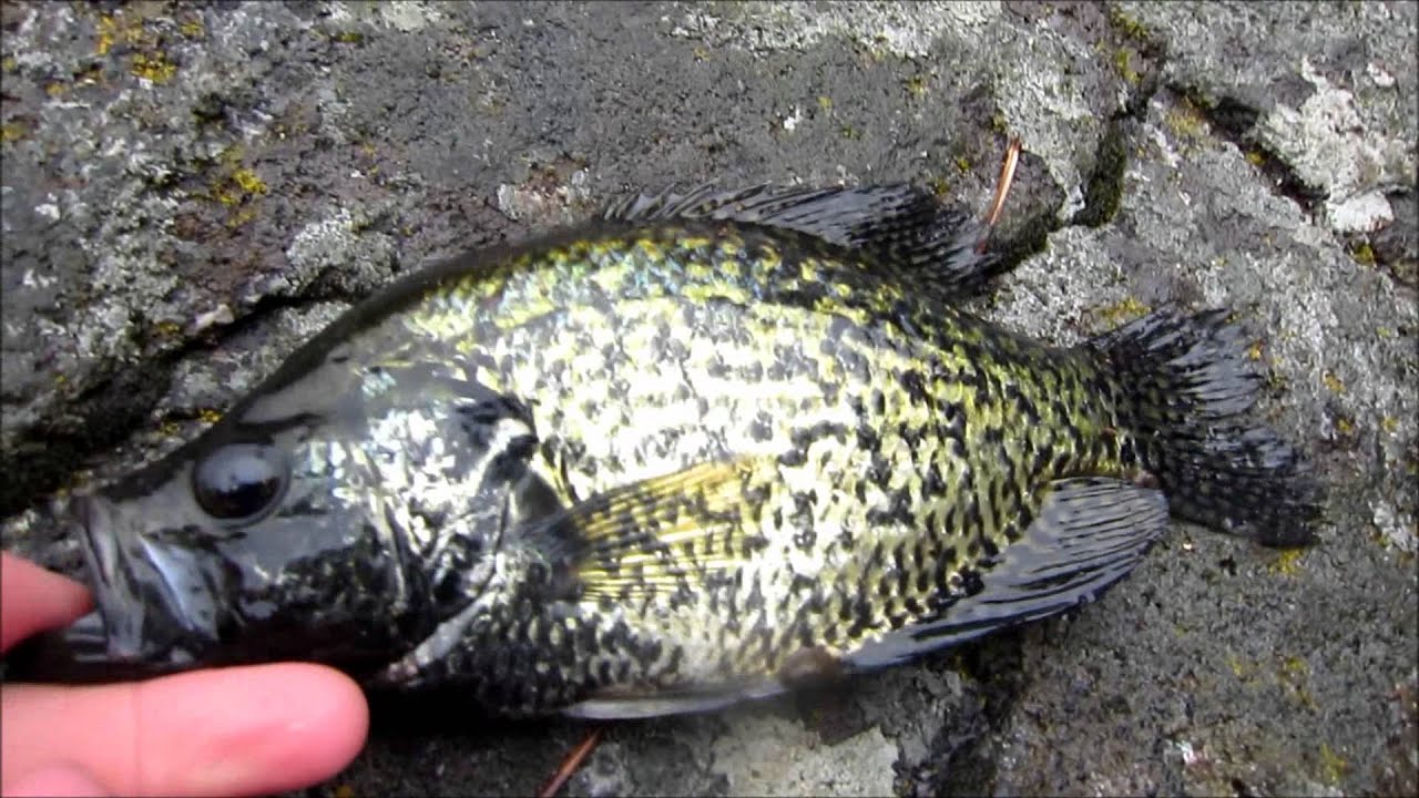 Nice Crappie and Perch Fishing - YouTube
