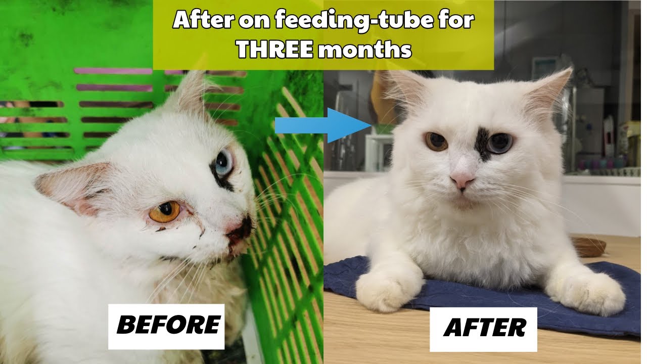 Cute cat fell from tall building and almost died | Animal Rescue in ...