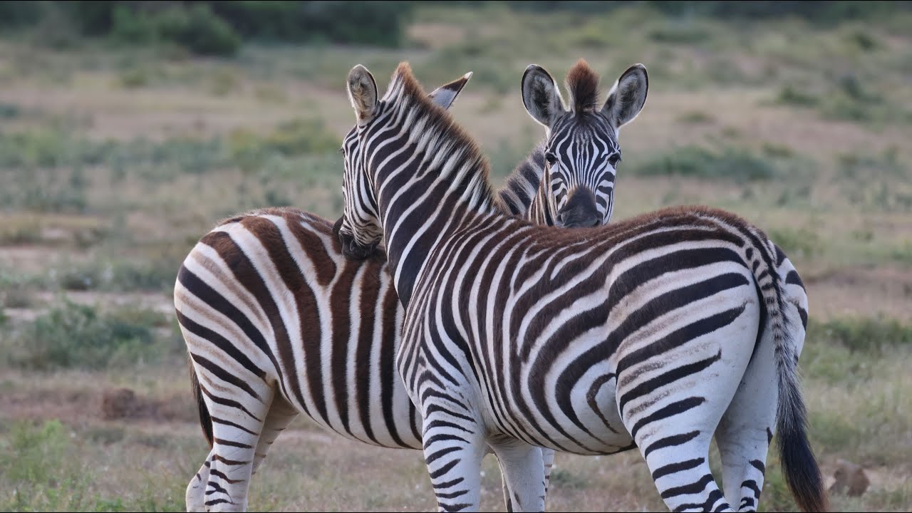 SA 2 All the other animals we saw at Addo Elephant Park. #southafrica # ...