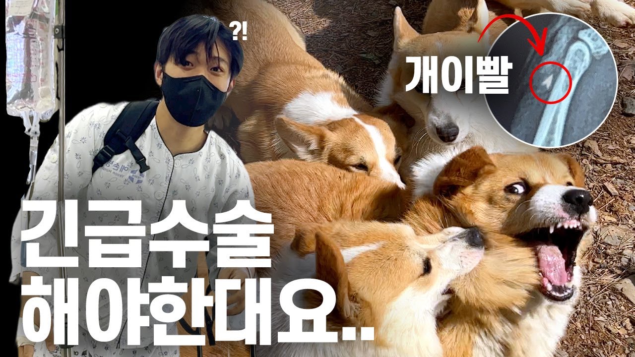 아기강아지들 싸움 말리다 웰시코기 개물림사고로 손가락 반 절단된 집사 결국 입원하다 Youtube