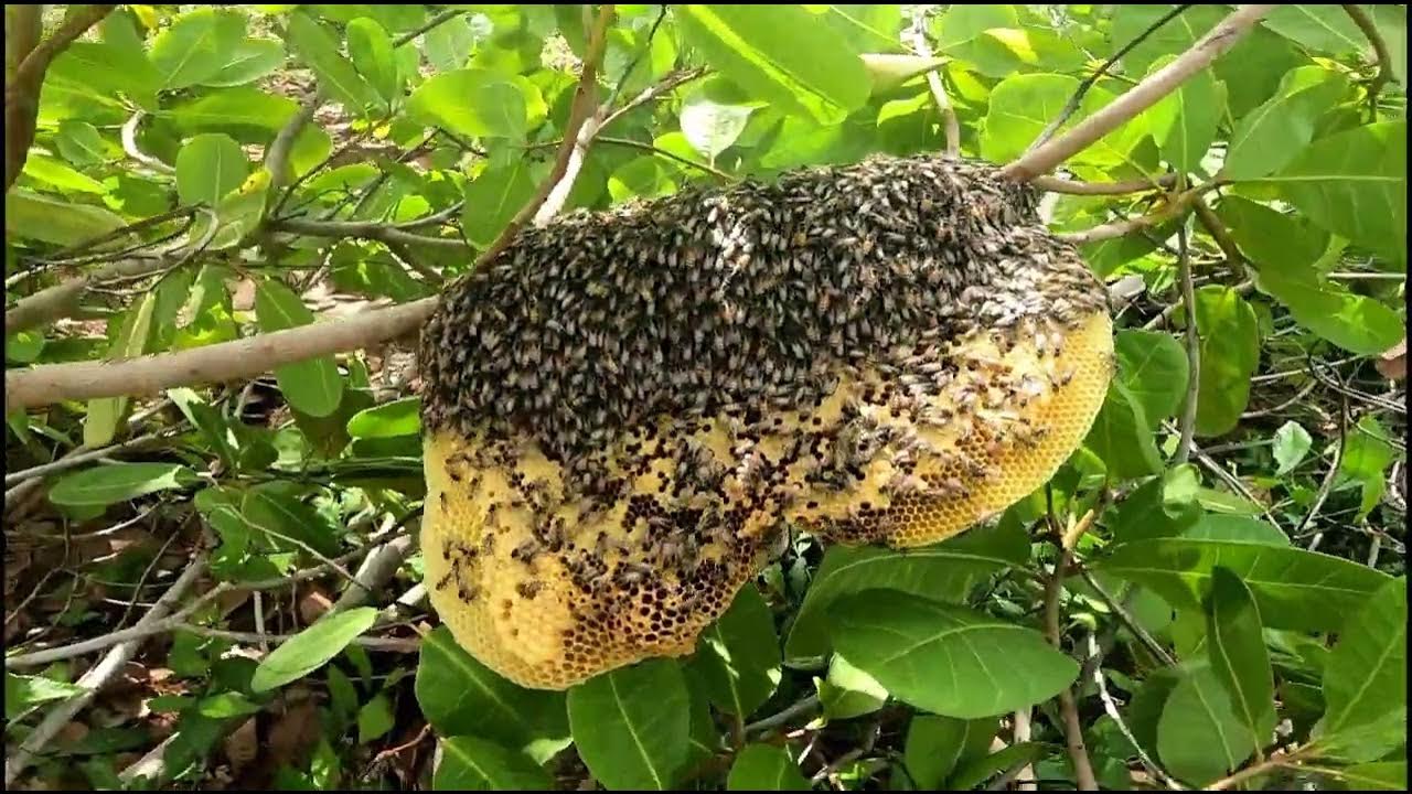 Come and get the little bees in the field/មកយកឃ្មុំផ្លិតនៅចម្ការកាចណាស់ហិហិ - YouTube