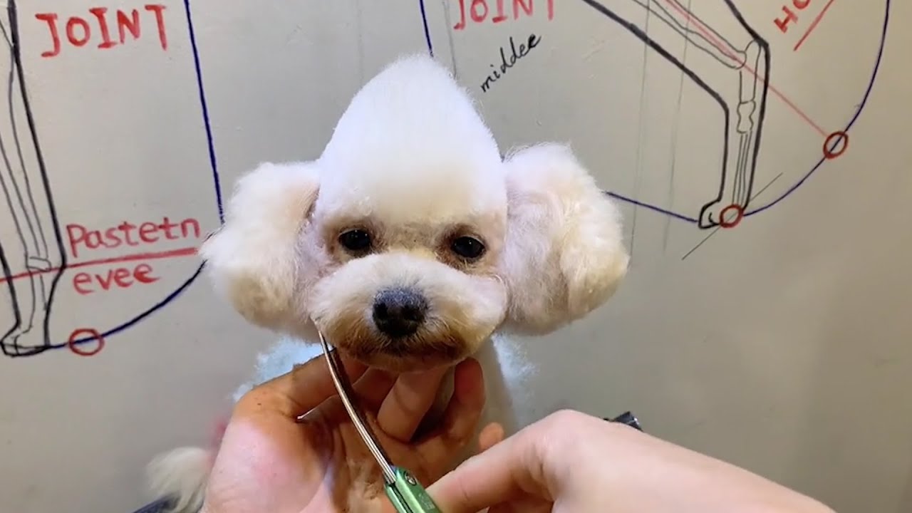 Amazing Poodle Face Grooming : How To Groom Poodle Puppy Face | Puppy ...
