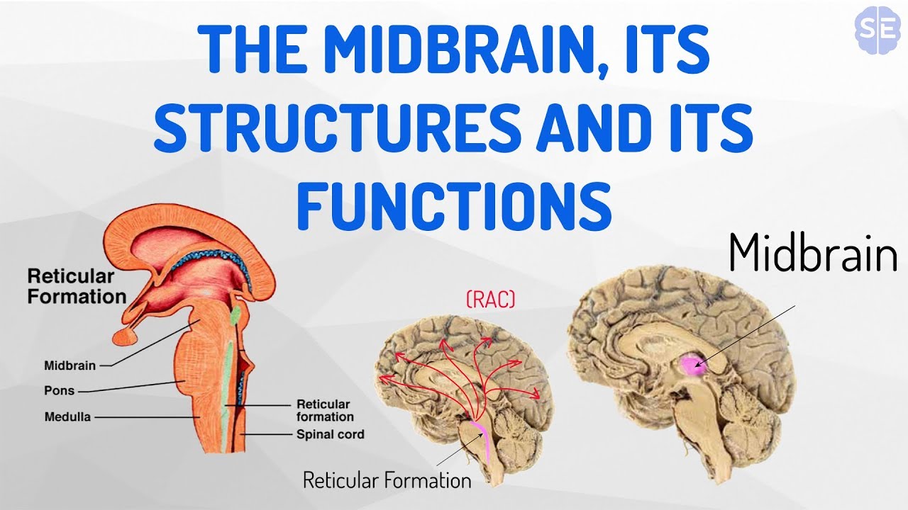Psychology The Nervous System 05 The Midbrain Its Structures And Psychology The Nervous System 05 The Midbrain Its Structures And