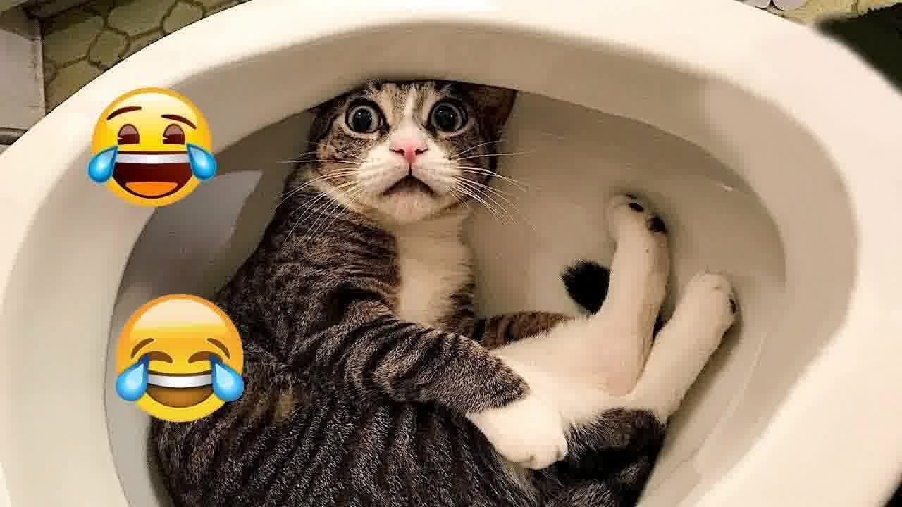 When cats doing things better than you! Funny Cat Videos 2024 - YouTube