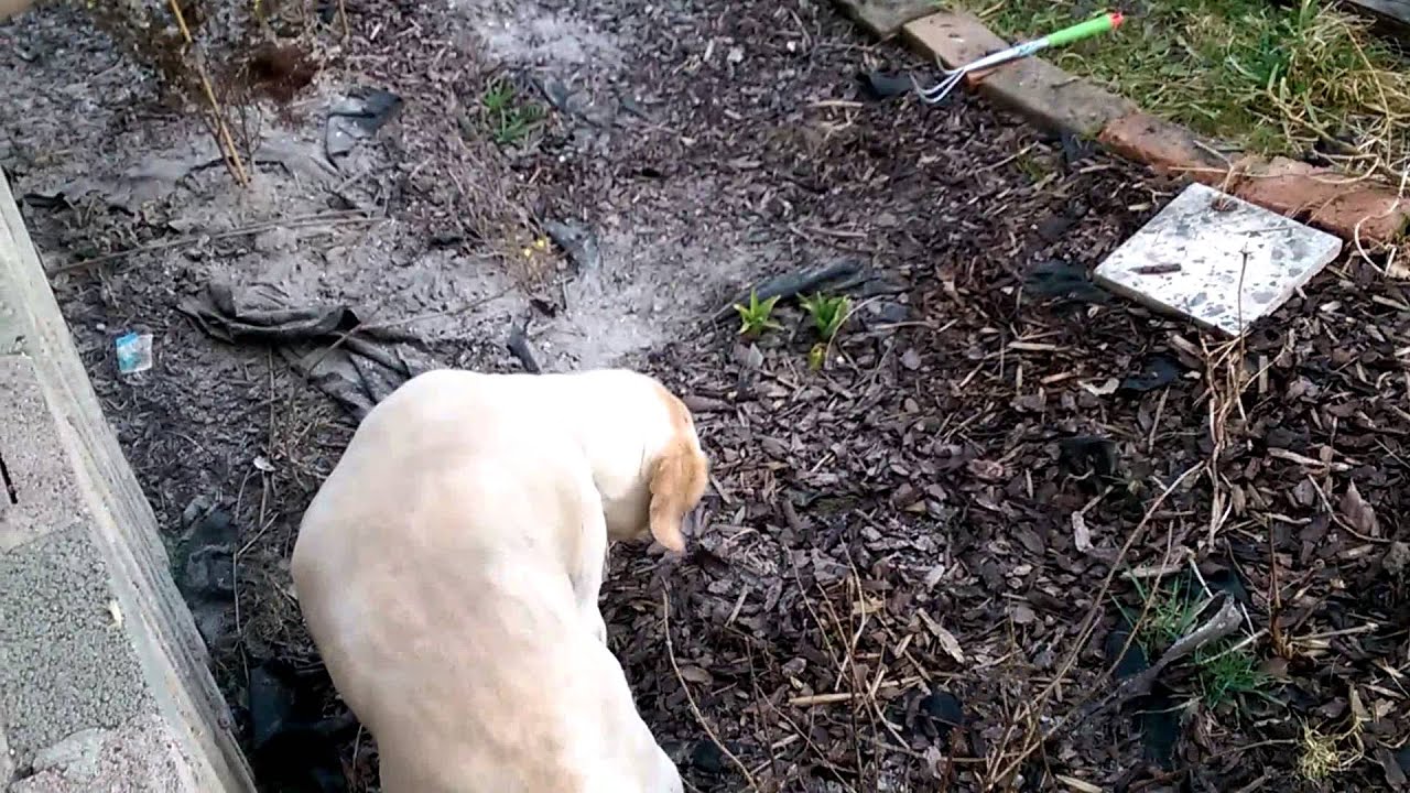 Dog and cat chase mouse. - YouTube