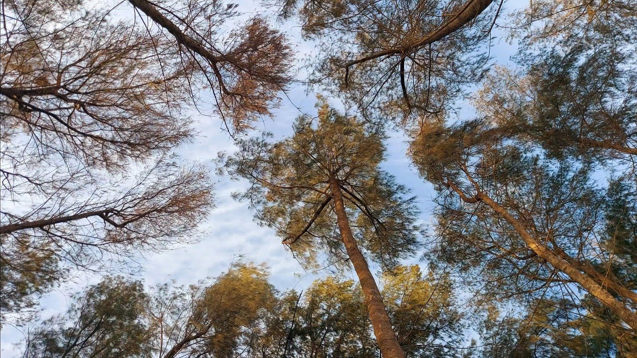 The Most Relaxing Tree wave /tree moving Sounds to Sleep and Study ...