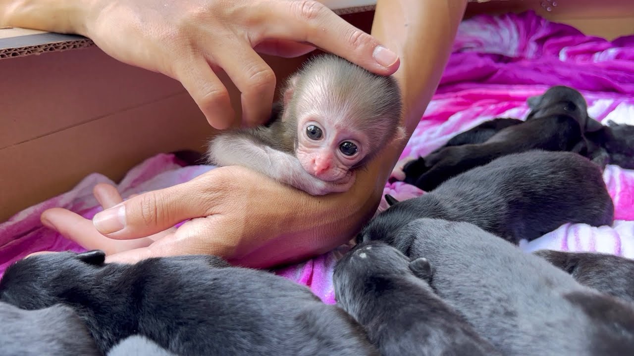 Baby monkey DoDo and the puppies have a new place to sleep - YouTube