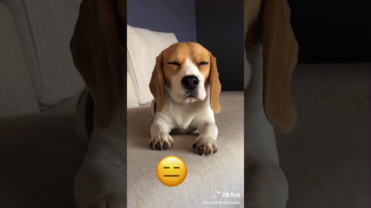 tik tok del perro de Maluma - YouTube