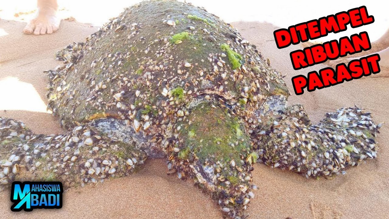 Penyu Ini Digerogoti oleh Ribuan Parasit pada Tubuhnya, Kemudian Inilah ...