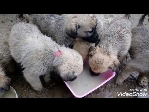 YAL YAPIMI!!!!!! 😎