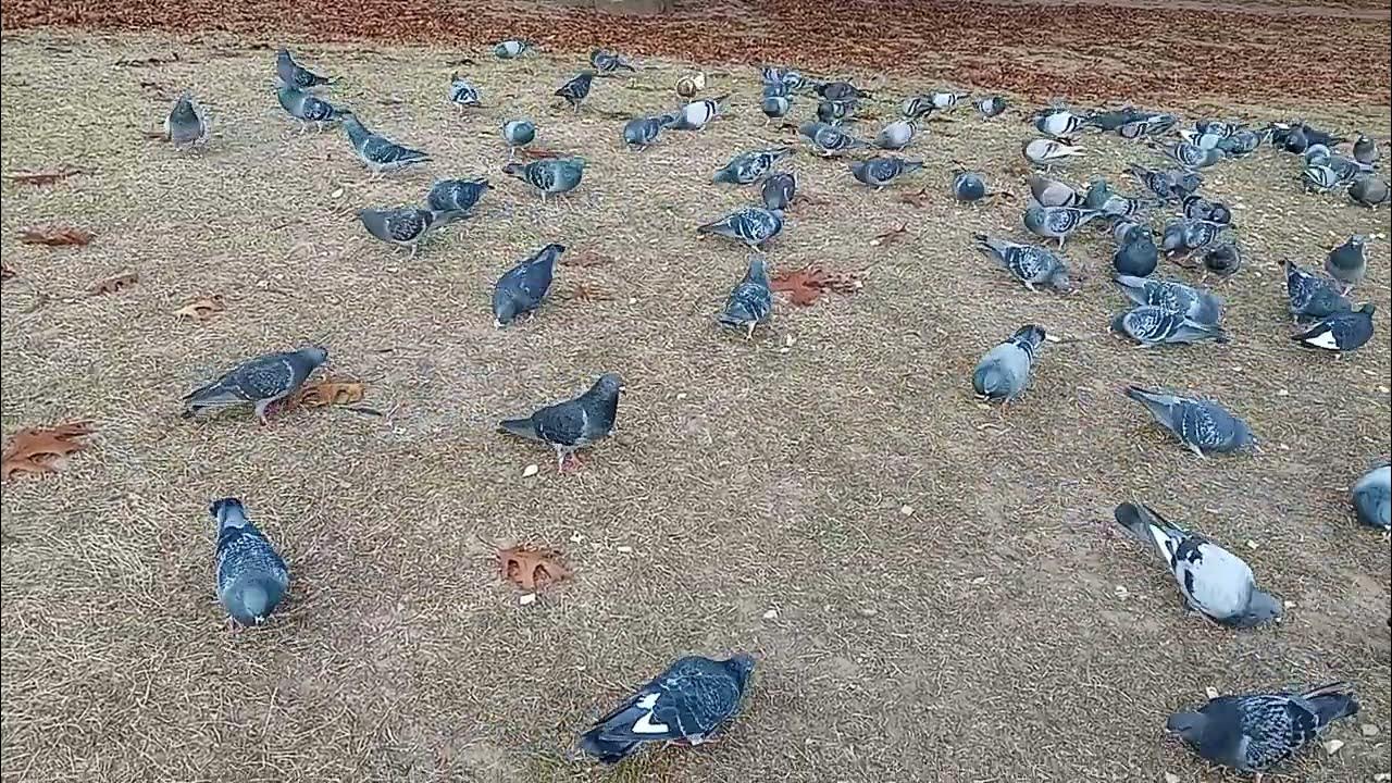 beautiful flaying birds in nature - YouTube