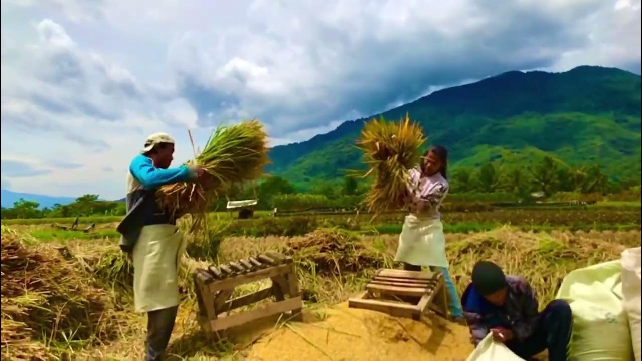 Memanen padi di pedesaan｜Suasana sawah pedesaan｜Alam Desaku - YouTube