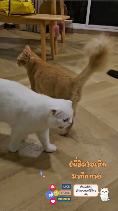โมเนทแฟมิลี่แวะมาทักทาย EP.37 : แนะนำแมวส้ม #cat #catlover #cats # ...